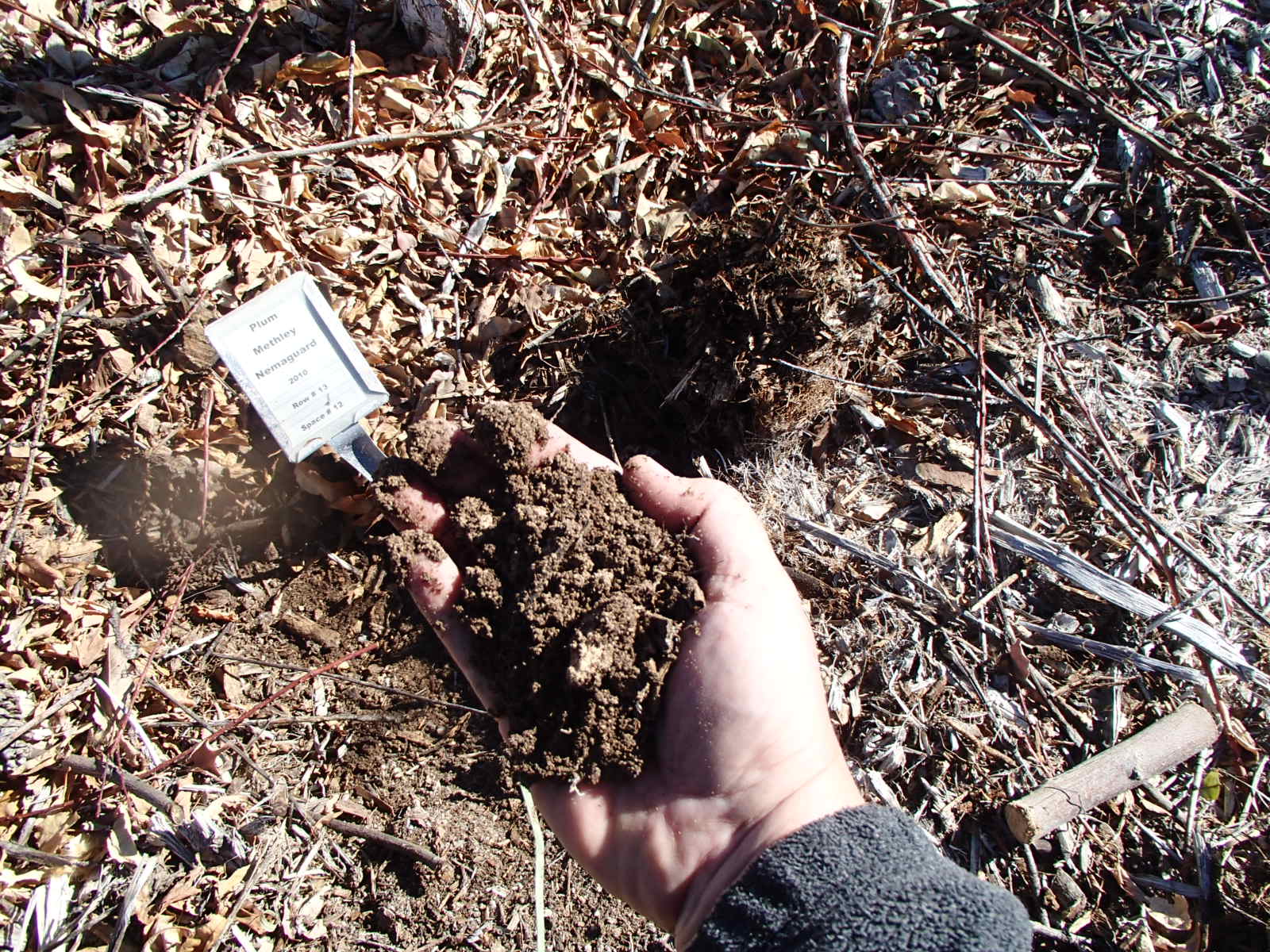 Benefits of Wood Chip Mulch for Gardens – Xtremehorticulture