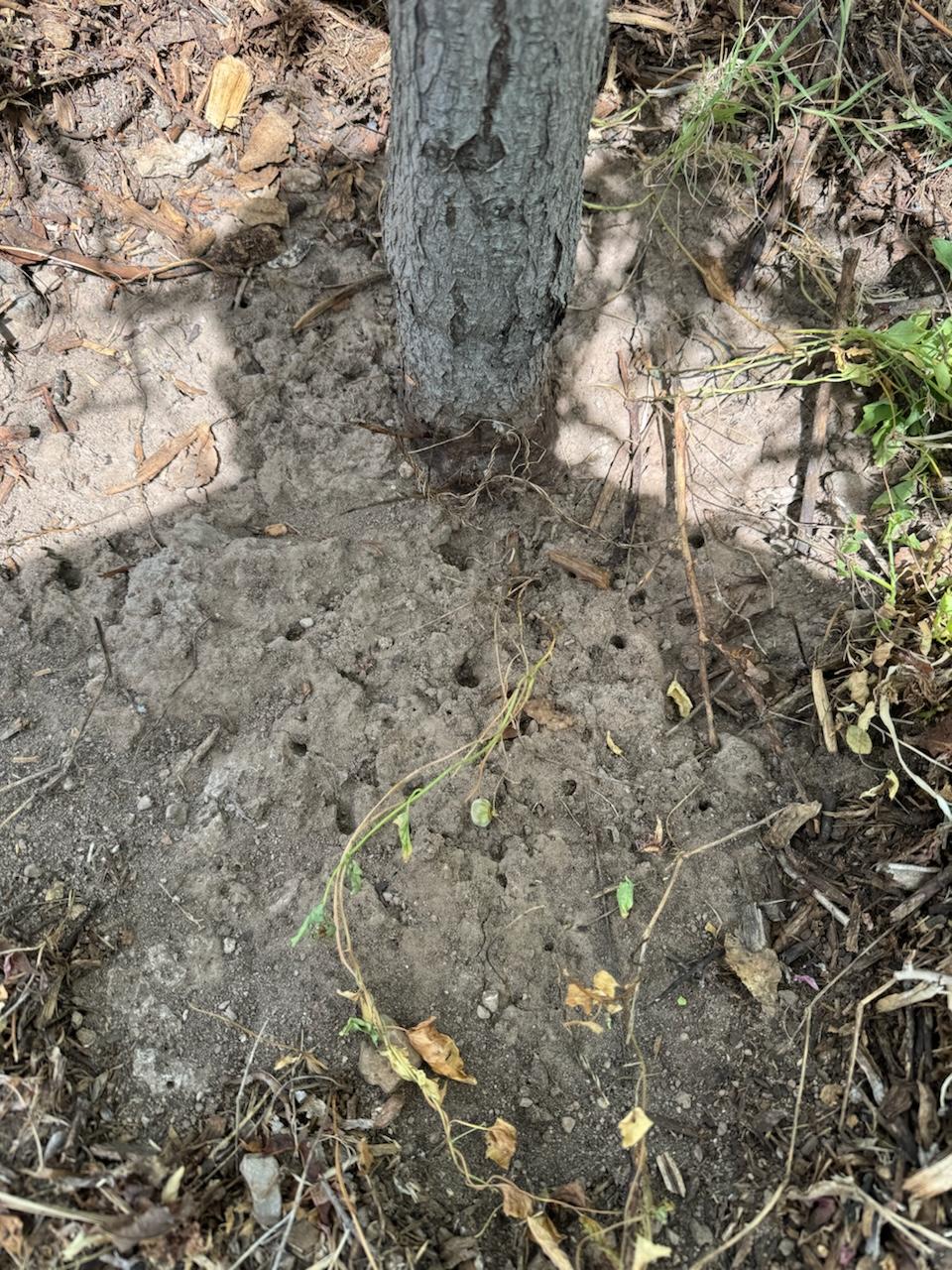 White Grubs Feeding on Roots of Fruit Trees – Xtremehorticulture