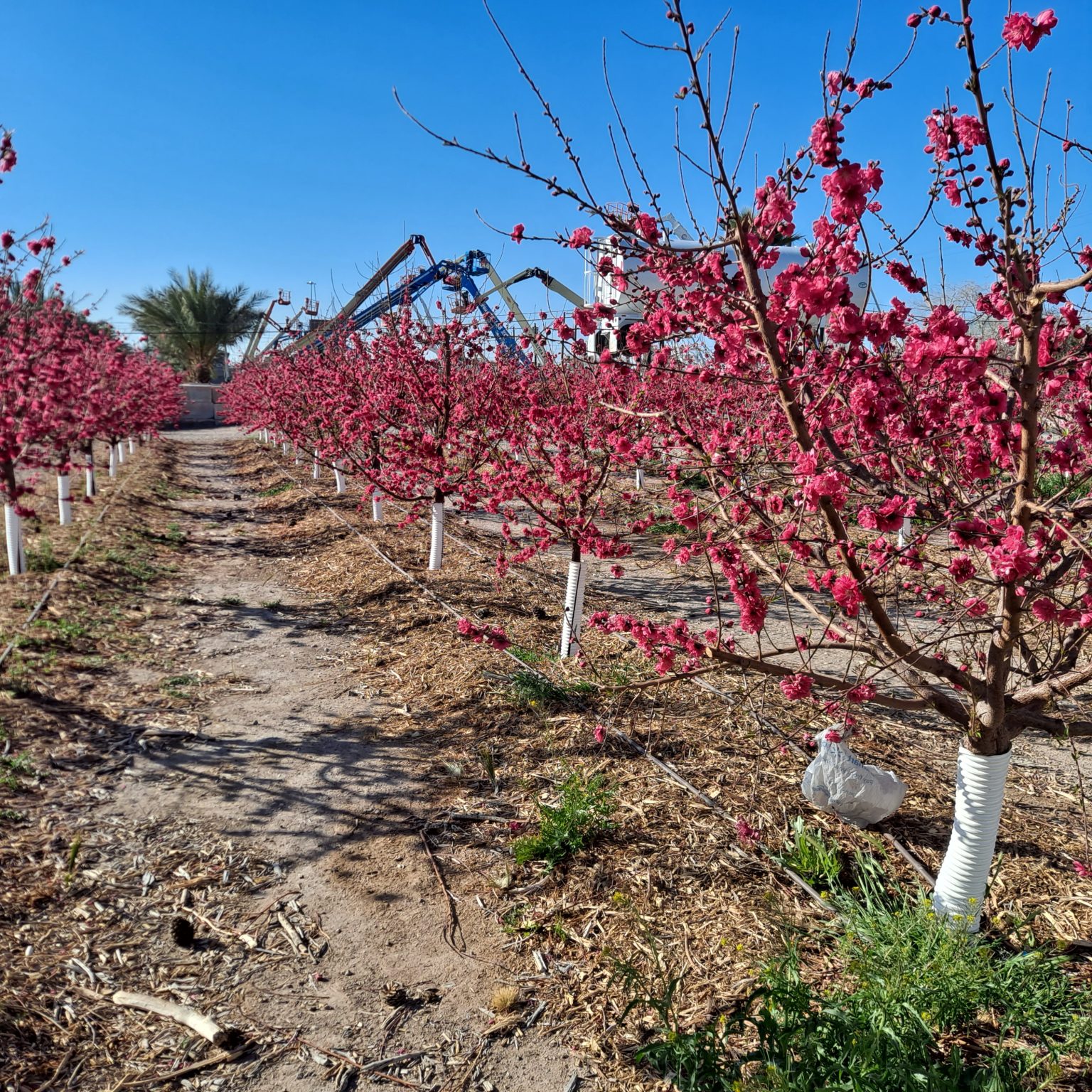 ‘Red Baron’ Peach Flower Color – Xtremehorticulture
