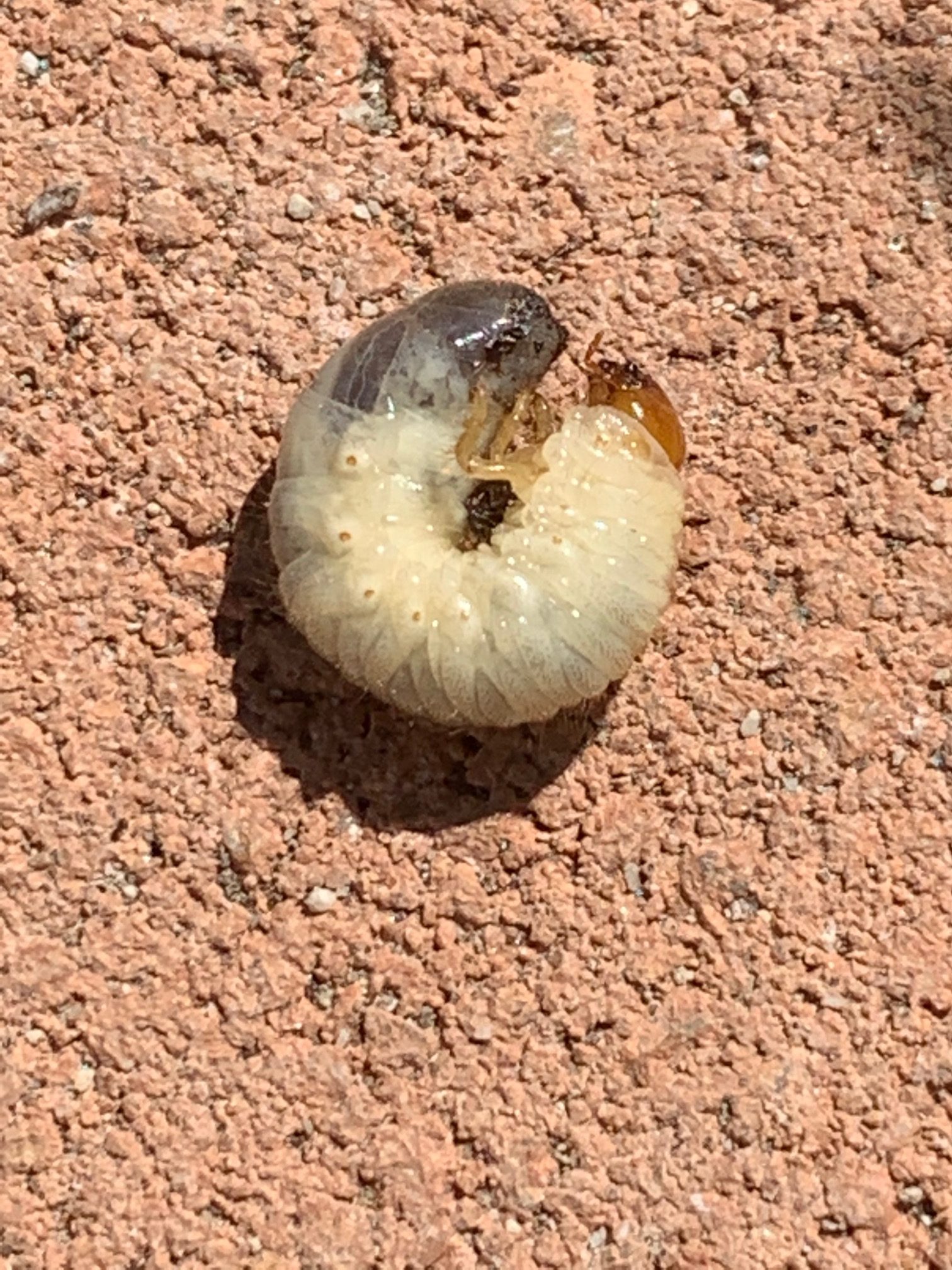 White Grubs Feeding on Roots of Fruit Trees – Xtremehorticulture