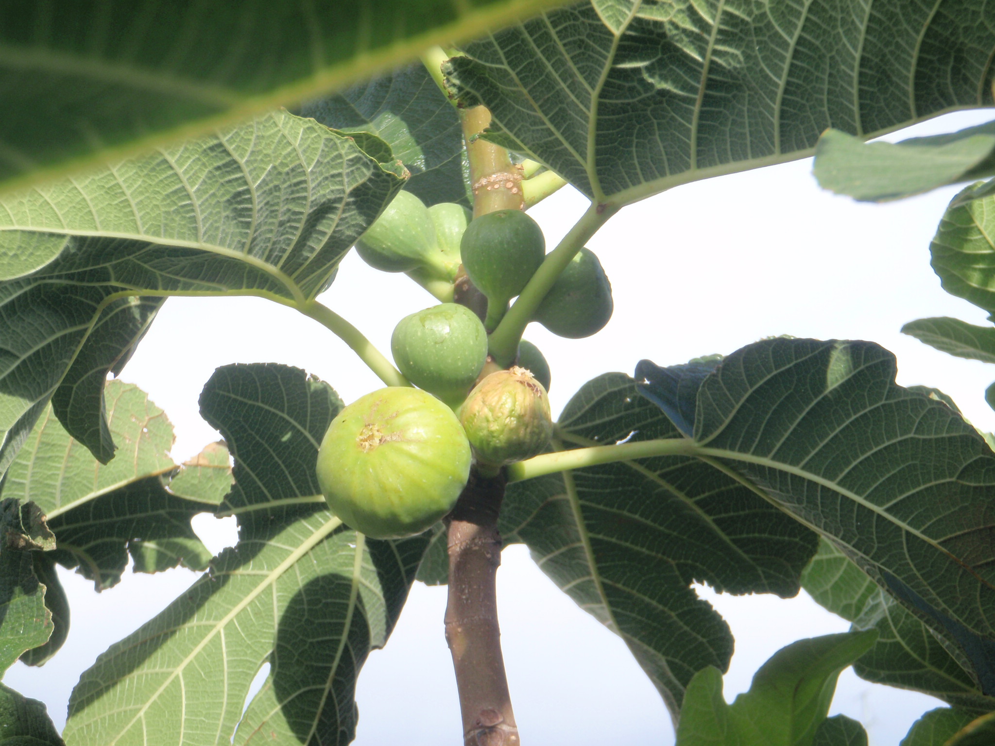 Bird Scaring Devices for Fruit Trees – Xtremehorticulture